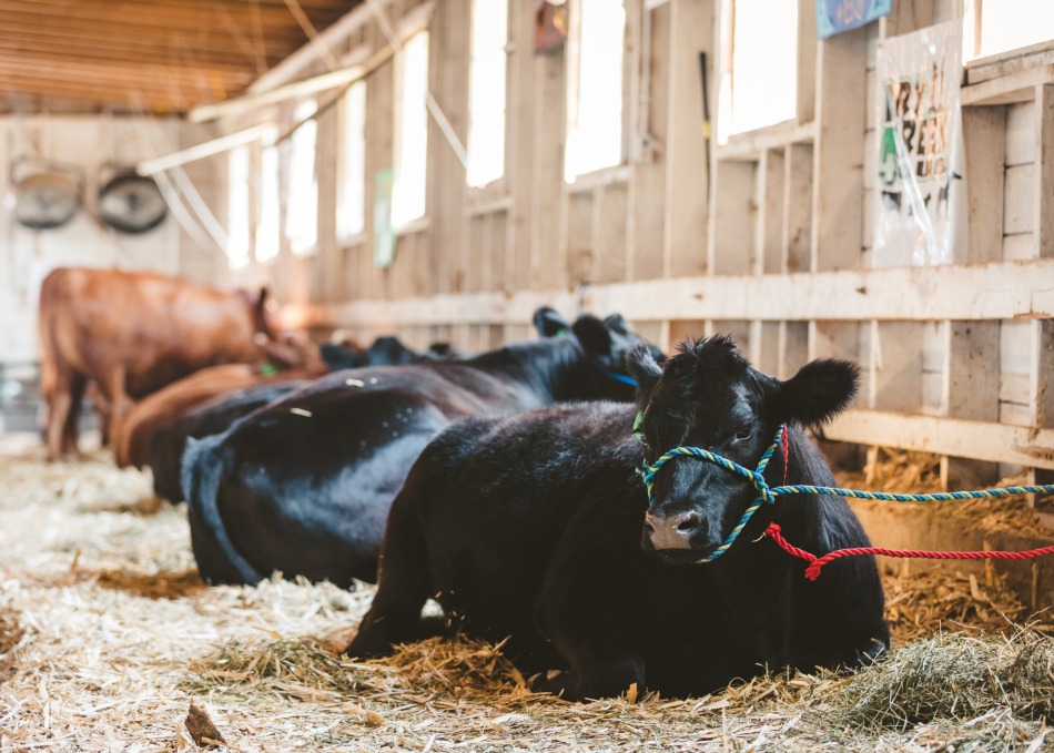 Gallatin County Fairgrounds | Big Sky State Fair | Home